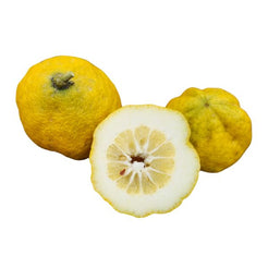 Etrog Citron Tree - Free Shipping Included – Murphy Citrus Nursery