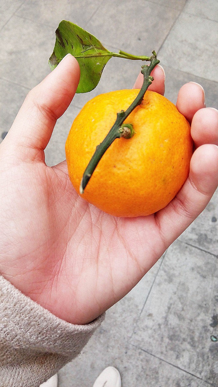 Ponkan Mandarin - Free Shipping Included – Murphy Citrus Nursery