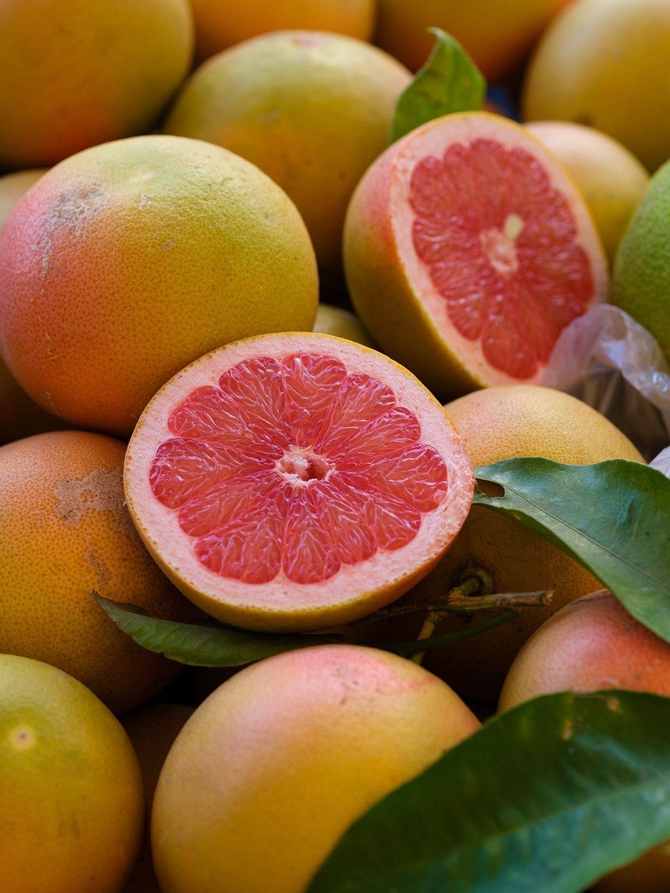 Quality citrus trees for sale online | Murphy Citrus Nursery