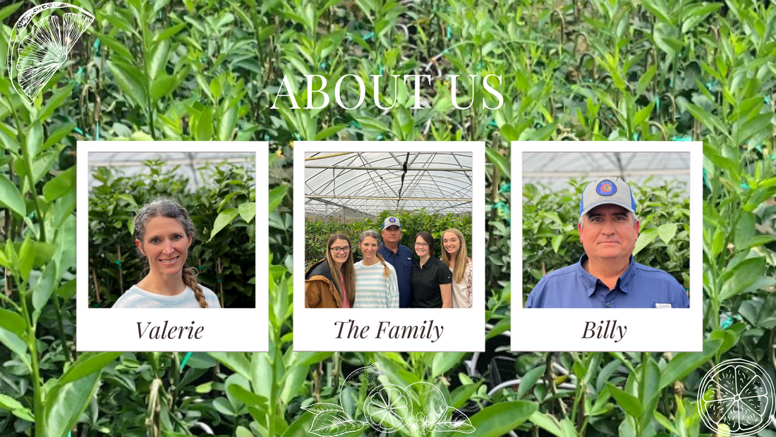 About Us: Family-Owned Citrus Tree Farm | Murphy Citrus Nursery