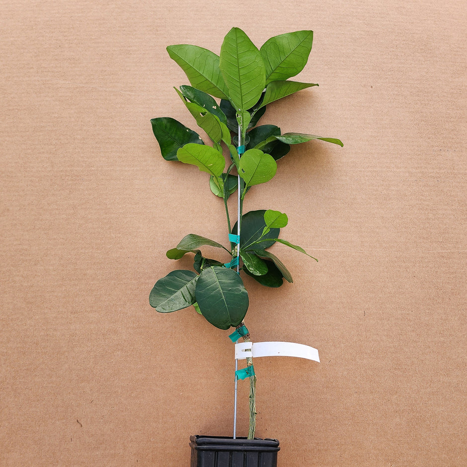 Buy top-quality citrus trees online | Murphy Citrus Nursery