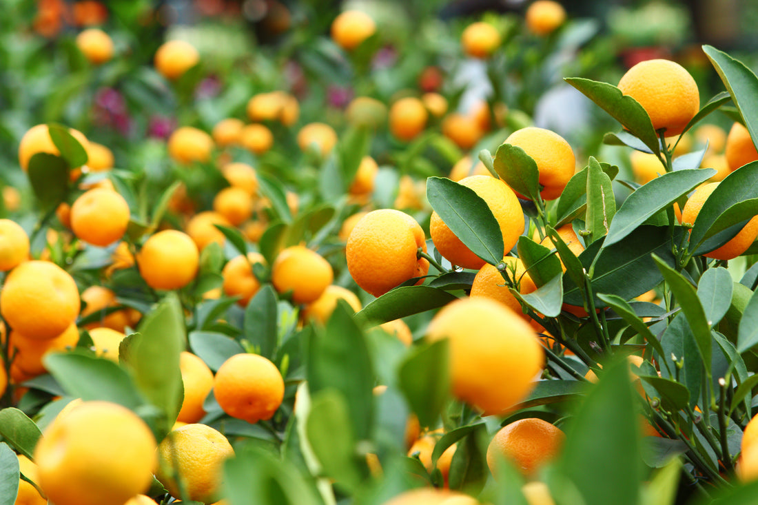 Quality citrus trees for sale online | Murphy Citrus Nursery