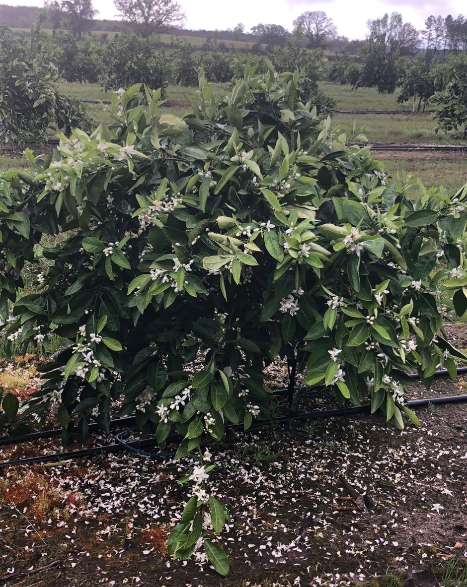 Products – Murphy Citrus Nursery