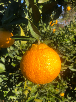 Shiranui - Free Shipping Included – Murphy Citrus Nursery