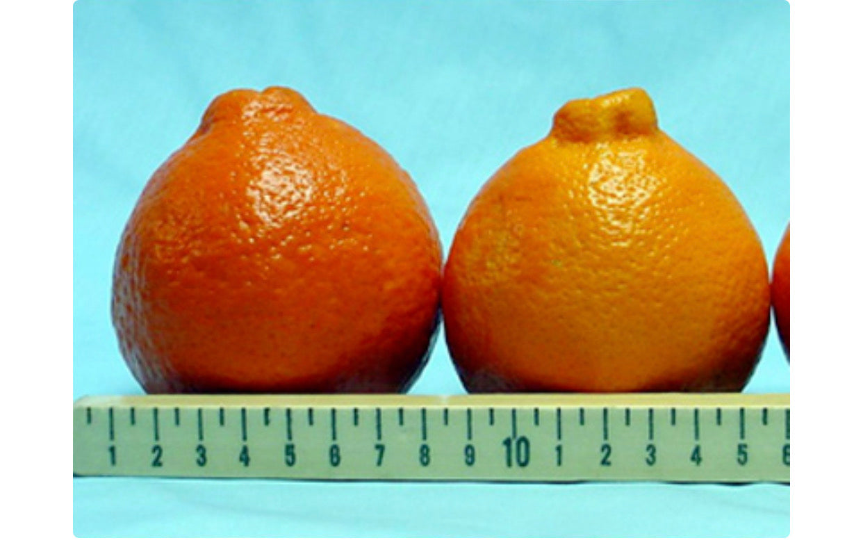 Sugar Belle® - Free Shipping Included – Murphy Citrus Nursery